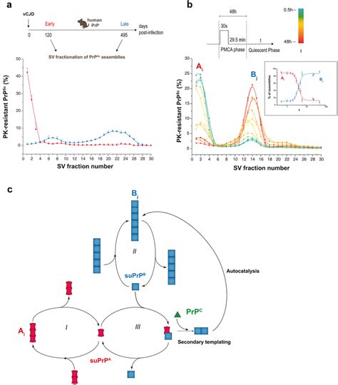 Prpsc Diversification During Prion Replication Process By Pmca Download Scientific Diagram