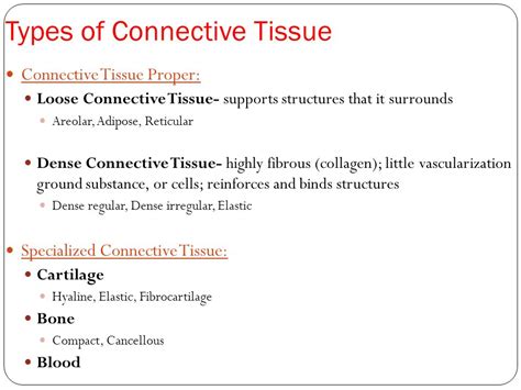 Dense Connective Tissue 41 Off Brunofugaadvbr