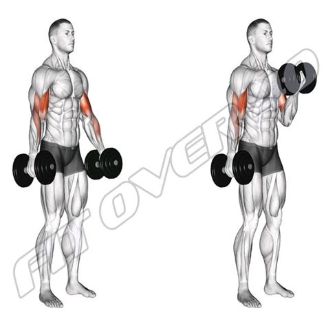 Dumbbell Alternate Biceps Curl By Ftf40 Jan Exercise How To Skimble