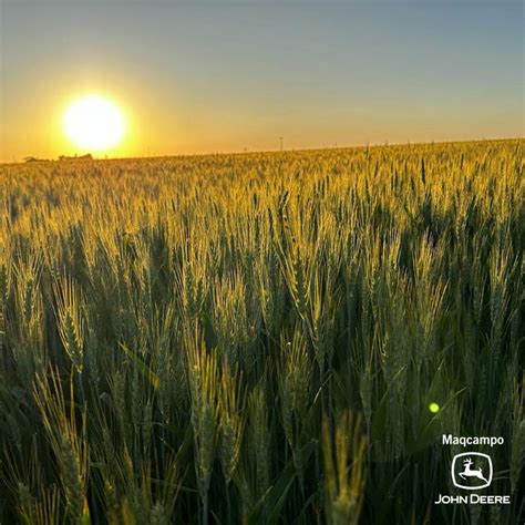 Elisa Cortopassi A Pimenta Posted On Linkedin