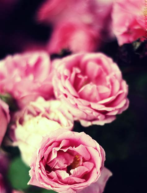 Coffee Wallpaper Iphone Ipad Wallpaper Pink Wallpaper Iphone