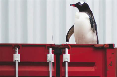 Microsoft Stelt Linux Distributie Voor Azure Beschikbaar ITdaily