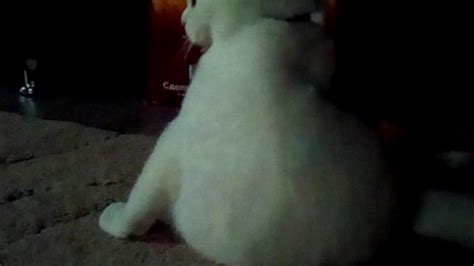 Миленький котик Youtube
