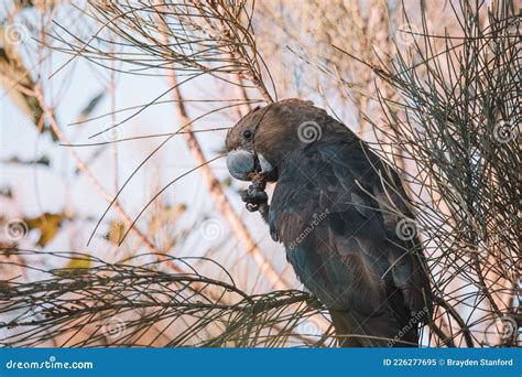 Glossy Black Cockatoo Eating In A Tree Stock Image Image Of Branch