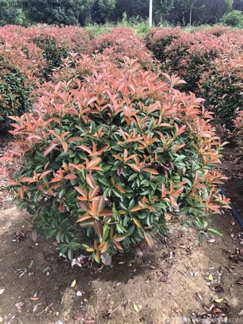 红叶石楠球 最新红叶石楠球报价表图片产地行情 球类植物 绿宝园林网