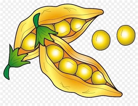 卡通黄豆PNG图片素材下载 图片编号ymrjvwdo 免抠素材网
