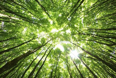 树树背景生长树木植物绿色树叶宏观高清图片下载 正版图片321097851 摄图网