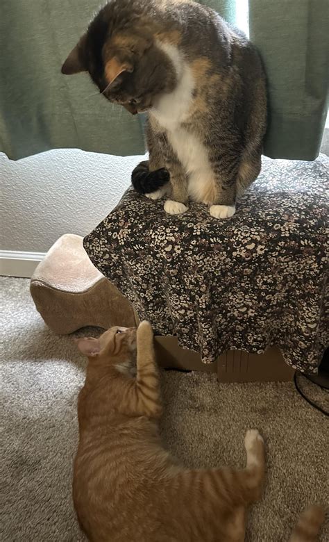 What Could I Place Here For Both Of My Cats To Sit On So They Can Both