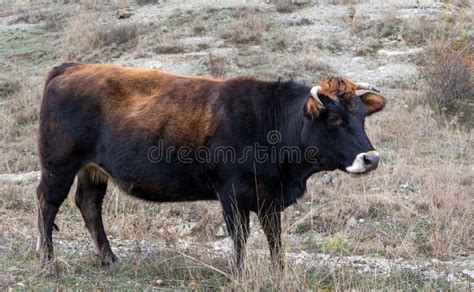 Bull Brown Black Color Horned Cow Grazing In The Field Side View