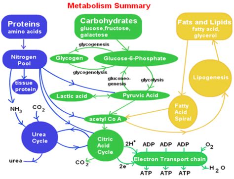 Introduction To Carbohydrate Metabolism Flashcards Quizlet