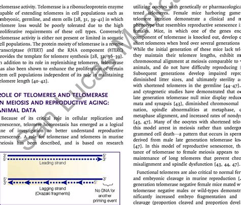 Telomere Primary And Secondary Structure Reprinted With Permission