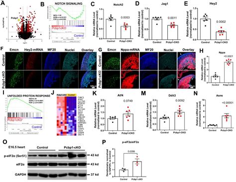 Rnascope Multiplex Fluorescent Reagent Kit V2 Advanced Cell Diagnostics Inc Bioz