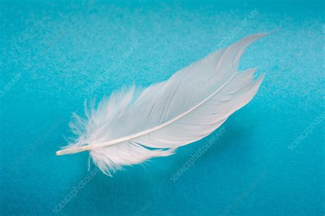 Feather Stock Image C037 4035 Science Photo Library
