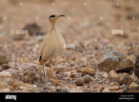 Cream Coloured Courser Cursorius Cursor At The Clutch Fuerteventura