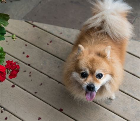 11 Small Breeds That Love Being Lap Dogs