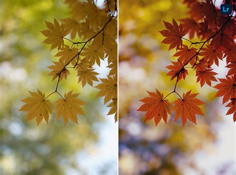 Where Every Leaf Is A Masterpiece Remix Photoshop Lightroom