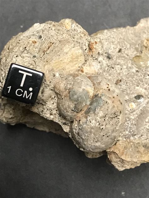 Gastropod Identification Tylostoma Fossil Id The Fossil Forum