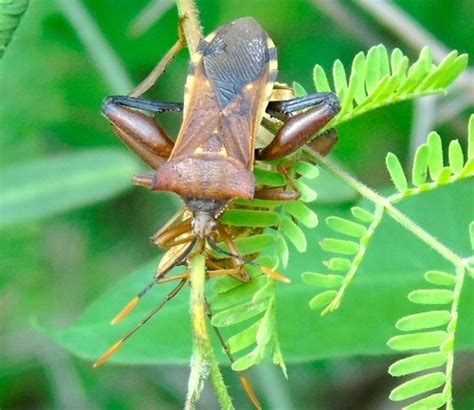 Mozena Mozena Picture Insect