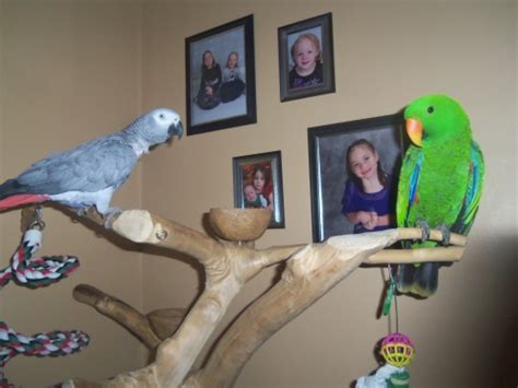 rocky and hannah enjoy their a and e java wood tree funtime birdy