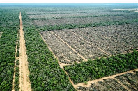 Denuncian Ante La Corte Suprema El Aumento De La Deforestación En