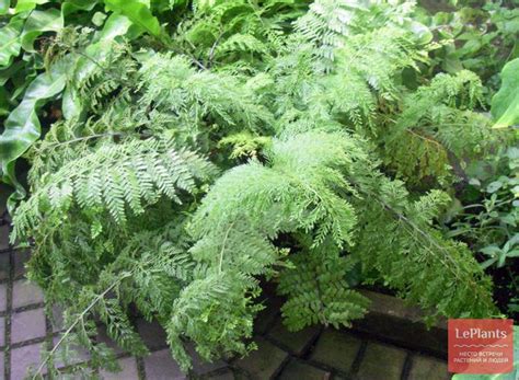 Асплениум луковиценосный (Asplenium bulbiferum) — описание, выращивание ...