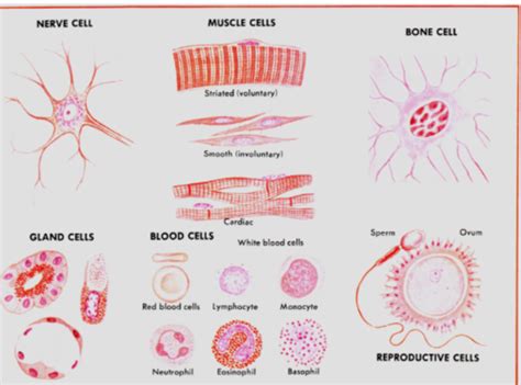 Chapter 2 Cells Flashcards Quizlet