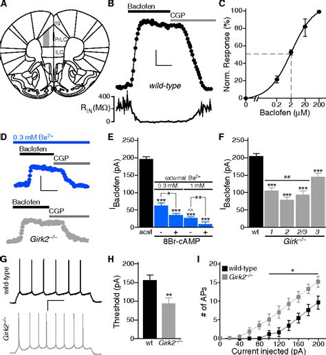 Prelimbic Cortex Semantic Scholar