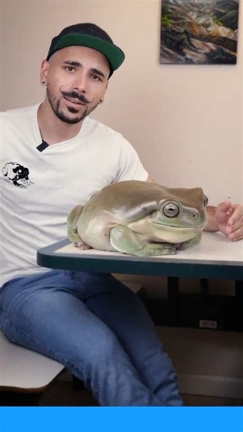 Absolute Unit Of A Tree Frog Rabsoluteunits