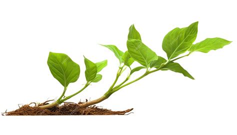 Premium Photo Leaf Stem And Root Elevation Side View Isolated