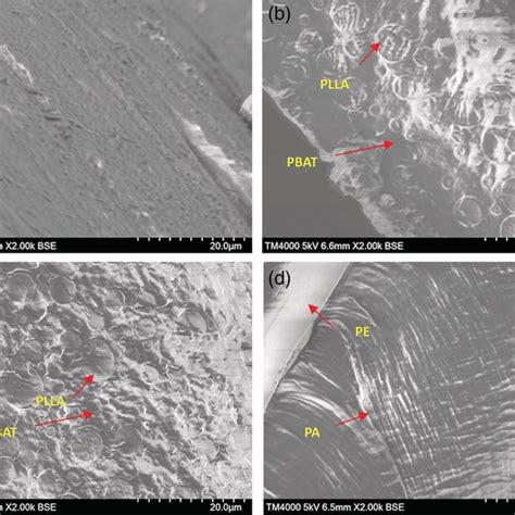 Scanning Electron Microscopy Sem Micrographs Of A Polyethylene Download Scientific Diagram