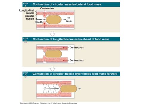 Aandp Ii Digestive System Exam 2 Flashcards Quizlet