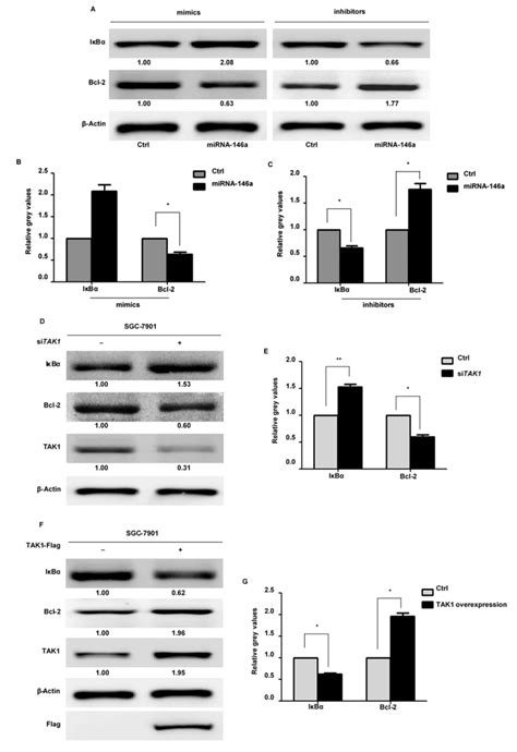 Microrna A Promotes Gastric Cancer Cell Apoptosis By Targeting