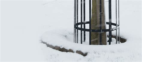 Tree Guards Tree Protection Black Country Metal Works