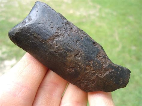 Extra Large Megalonyx Sloth Tooth Recently Sold Fossils