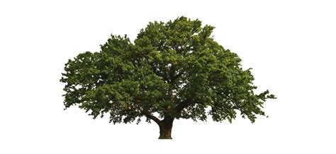 Free Oak Trees Png Download Free Oak Trees Png Png Images Free