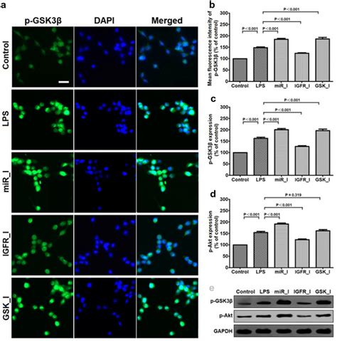 Signaling Pathway Of P Aktp Gsk3β Ser 9 In The Pc 12 Cell Line