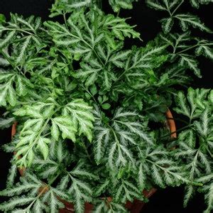 Pteris Albolineata | Best Indoor Plants | 25-35cm Potted Cretan Brake ...