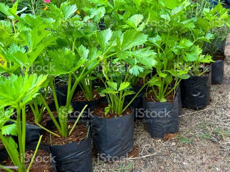 Closeup Image Of Young Celery Plants Growing In Garden Centre Vegetable