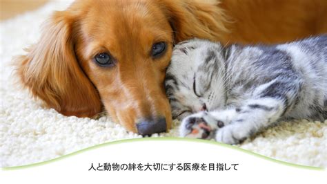 クウdogandcat Clinic花博通り大阪クウ動物病院鶴見