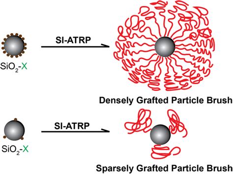 Particle Brush Synthesis With Different Grafting Densities Download Scientific Diagram