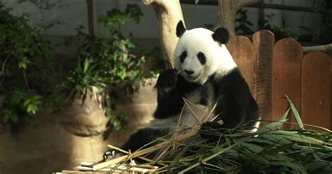 Panda Power Rise Of The Furry Diplomats Tvf International