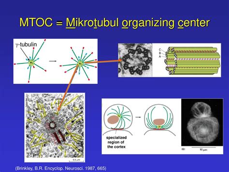 Cytoskeleton Locomotion Ppt Download