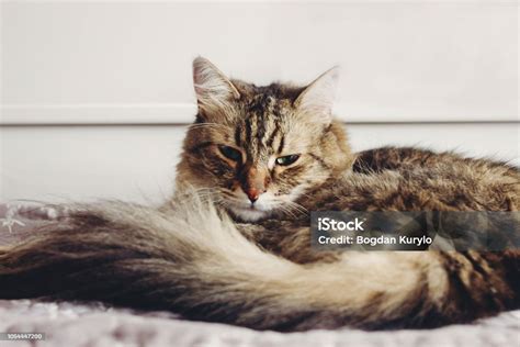 아름 다운 줄무늬 고양이 침대에 누워 및 녹색 눈으로 보고 백색 세련 된 객실에서 휴식 하는 재미 있는 감정 무성 한 메인