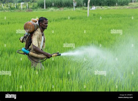 Lhomme Indien Une Pulvérisation De Pesticides Avec Des Cultures De Riz