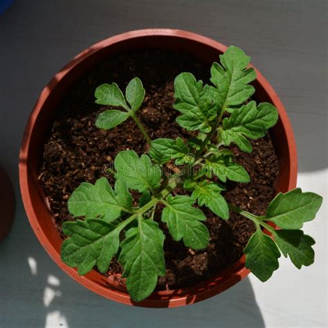 Vista Superior De La Planta De Tomate En Maceta Las Hojas Verdes