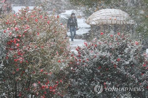 폭설 쏟아지는 제주 중산간 연합뉴스