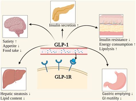 Transforming Diabetes Management The Role Of Glp 1 Receptor Agonists 🩸💼