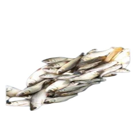 Rohu Fish Seed At Best Price In Ahmedabad Gujarat Aamin Fish Seed