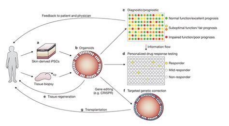 Culturing Organoids For Use As Preclinical Models Of Human Disease