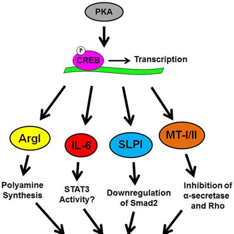 Pdf Looking Downstream The Role Of Cyclic Amp Regulated Genes In
